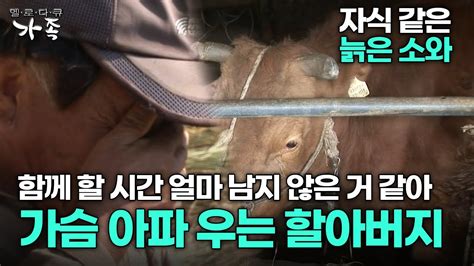 다큐 ‘가족 57회 3부 자식 같은 늙은 소와 함께 할 시간 얼마 남지 않은 거 같아 가슴 아파 우는 73살 할아버지