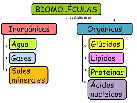 ¿qué Son Las Biomoléculas Orgánicas E Inorgánicas Ejemplos Brainly Lat