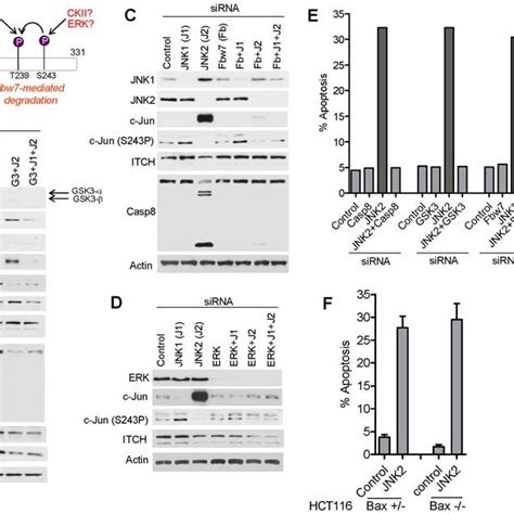 A Total C Jun Protein And Phosphorylations At S63 S73 And T91 Download Scientific Diagram