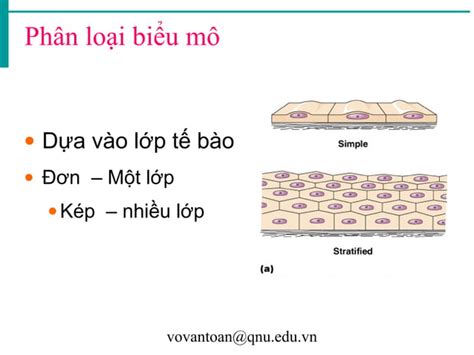 Cac Loai Mo Dong Vat Ppt