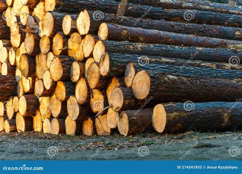 Freshly Cut Tree Logs Are Stacked In The Forest During Sunset Pine