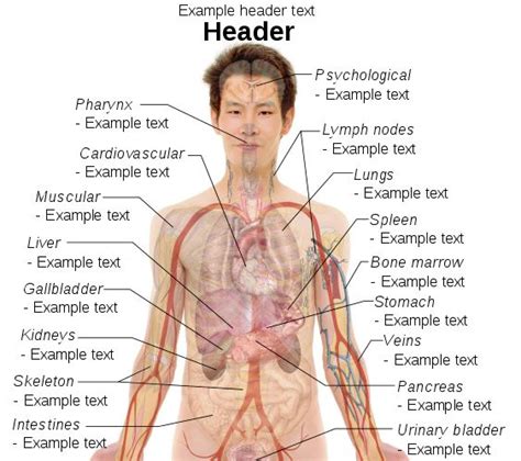 Template Human Body Diagrams Wikimedia Commons Human Body Organs