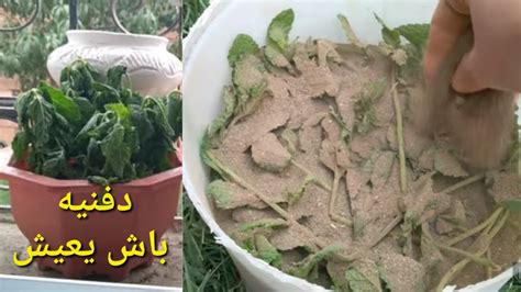 2 طرق لزراعة النعناع بالبيت طبيعي وبلا أدوية وبكل سهولة ناجح من