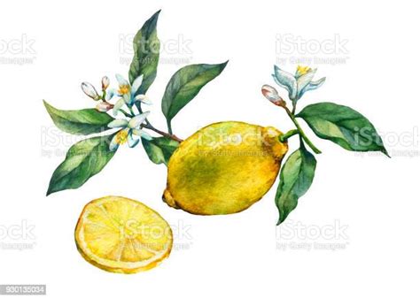 녹색 잎과 꽃으로 전체와 슬라이스 신선한 감귤 류의 과일 레몬 배열 핸드는 흰색 바탕에 수채화 그림을 그려 레몬에 대한 스톡 벡터 아트 및 기타 이미지 Istock