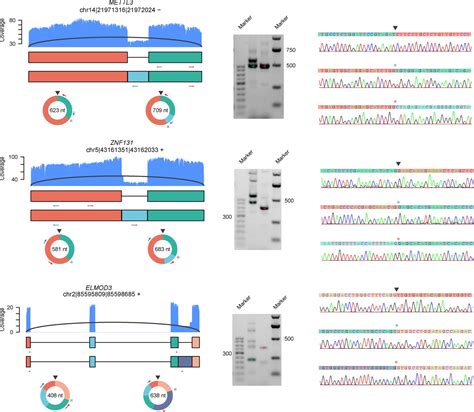 Figures And Data In Circfl Seq Reveals Full Length Circular Rnas With