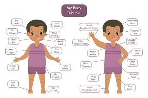 나의 신체 부위 이중 언어 귀여운 아프리카 계 미국인 소년 만화 벡터 아이에 대한 스톡 벡터 아트 및 기타 이미지 아이 인체 소년 Istock