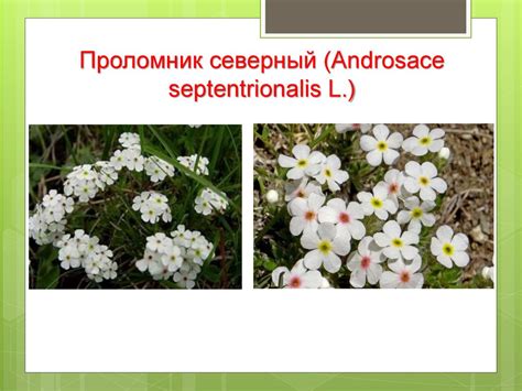Первоцветные (Primulaceae), Ивовые (Salicaceae) и Тыквенные ...