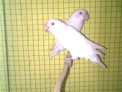 Lovebird Teather And Harness ~ Love Bird Breeding