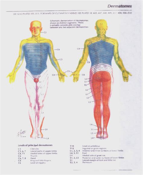 Dermatome Netter