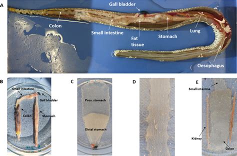 Anatomy Of Crotalus Atrox A Internal Organs In Their Original