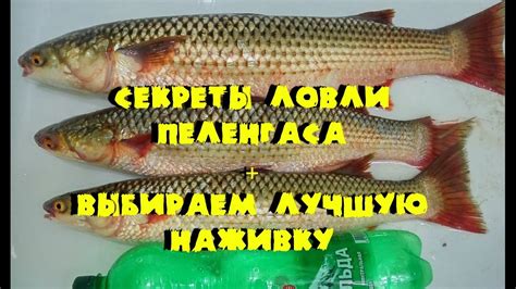 Ловля Пеленгаса на Дону. Секреты ловли пеленгаса в Дону. - YouTube