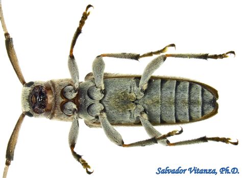 Coleoptera Cerambycidae Dectes Texanus Flat Faced Longhorned Beetles E