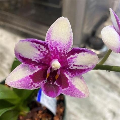 Orchid (Phalaenopsis Jia Ho Summer Love) - Garden.org