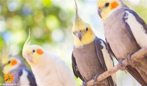 Cacatua Ninfa Guia Carasteristicas Y Datos Interesantes Feria De Aves