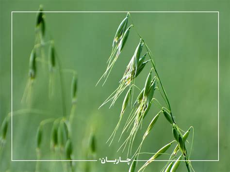 تفاوت جو دوسر و جو پرک معمولی چاربان