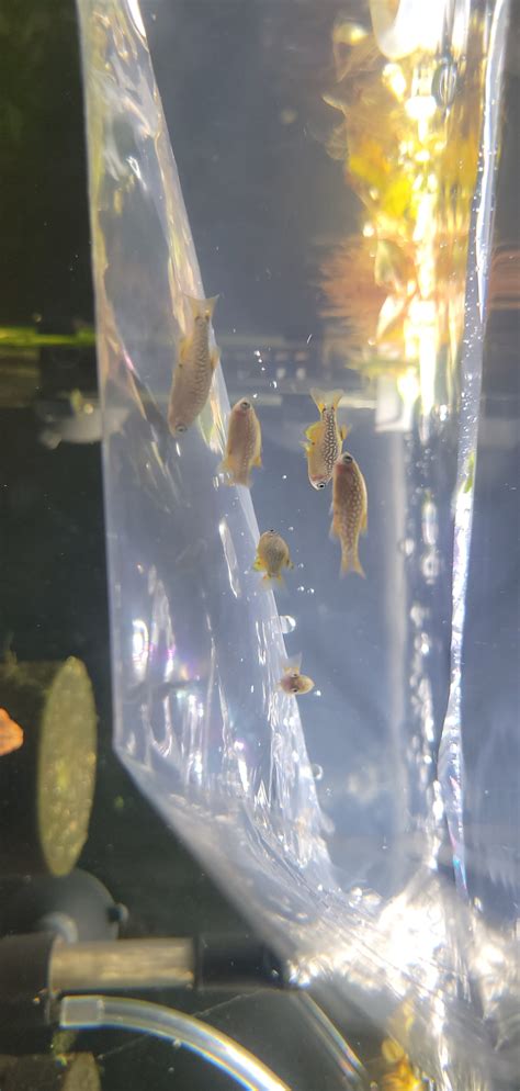 Sex My Celestial Pearl Danios R Aquariums