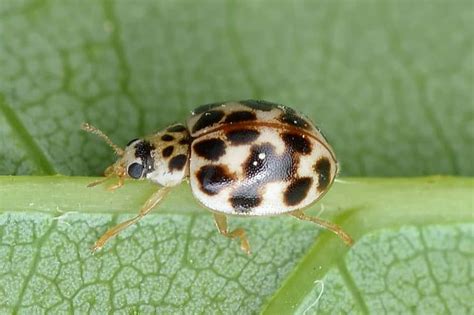 Do Ladybugs Bite Wildlife Informer