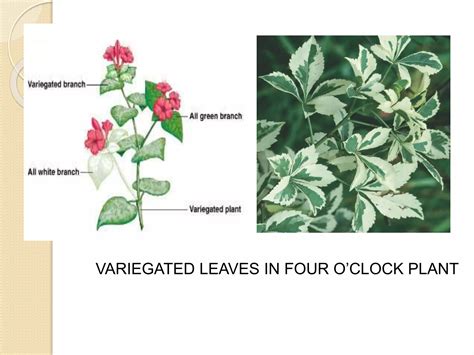 EXTRA CHROMOSOMAL INHERITANCE PPTX