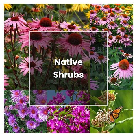 How To Grow Native Shrubs Plant Care And Tips Norwichgardener