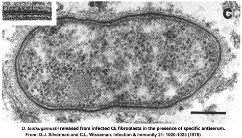 Scrub Typhus And Orientia Geography And Genotype Of A Vector Borne Disease