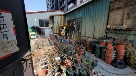 高雄市本土登革熱31 鳳山三民前鎮楠梓社區發生家庭群聚