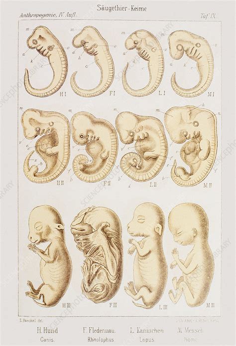 Artwork Of Embryonic Development 1891 Stock Image N3950025