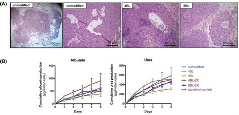Figure 4 From Layer By Layer Heparinization Of Decellularized Liver