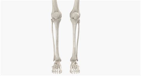 실제 인간 늑골 케이지 척추 여성 골반 및 다리 뼈 해부학 01 화이트 3d 모델 Turbosquid 1709963
