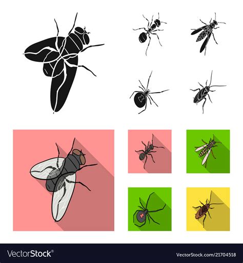 An Insect Arthropod Osa A Spider Cockroach Vector Image