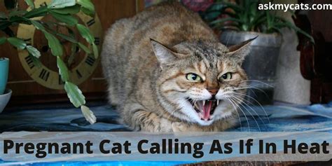 Pregnant Cat Calling As If In Heat Know The Reasons