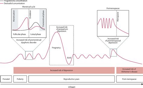 Sex Steroids And The Female Brain Across The Lifespan Insights Into