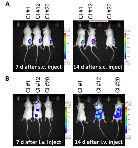 监测小鼠白血病模型中的肿瘤负荷