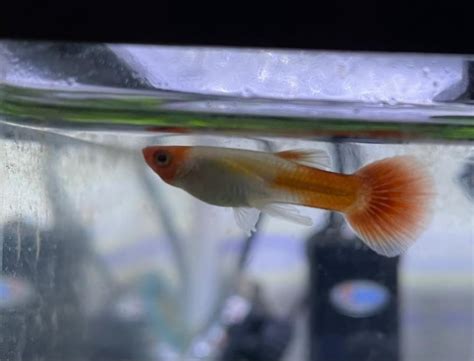 Guppy Sexing Confusion Rguppies
