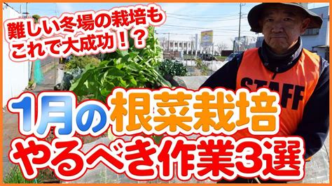 家庭菜園や農園で1月の根菜栽培でやるべき作業を解説！大切なポイントを3つ紹介【農園ライフ】 Youtube