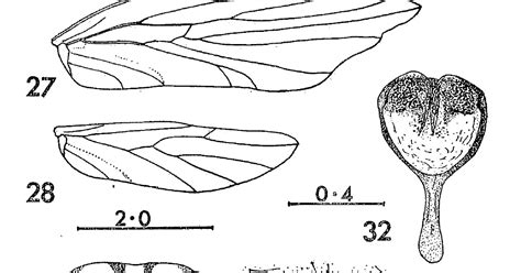 Variety Of Life Psocodea