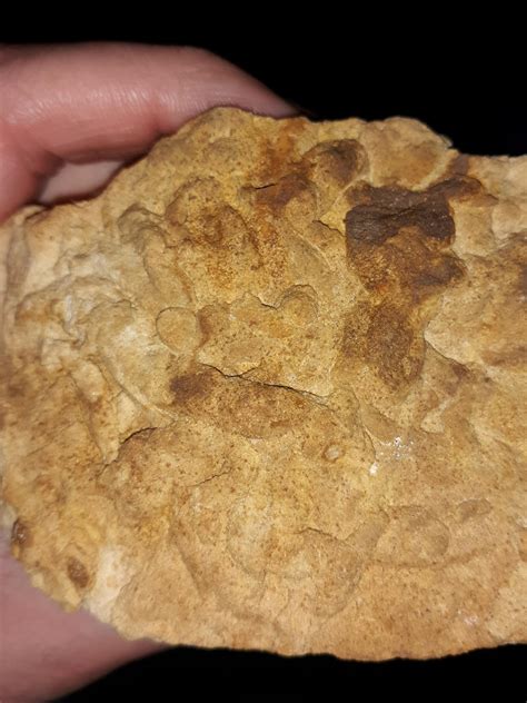 Fossilized Shrimp Or Not Rfossils