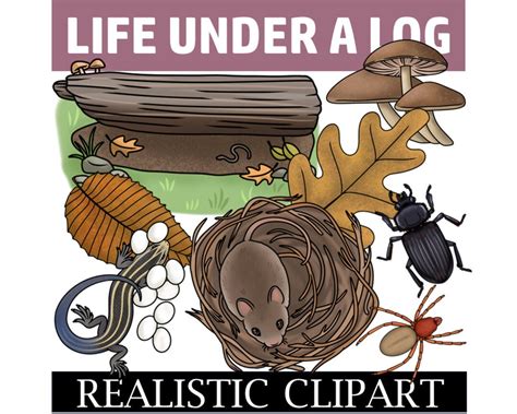 Life Under A Log Clip Art Microhabitat Clipart Etsy