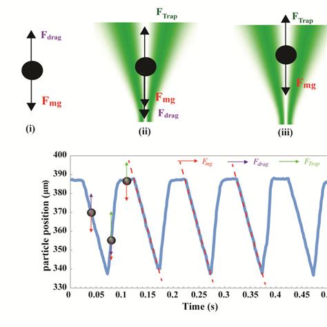 A Forces Acting On The Particle Without Trap I With Traping Beam