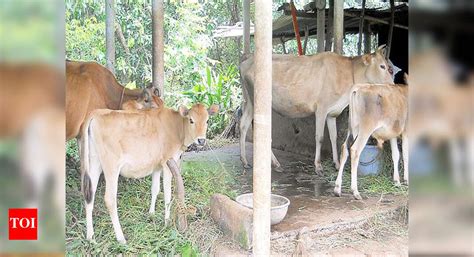 Chappar Chiri Fair Noora Shines Bright Gallops To Rs 50 Lakh Club