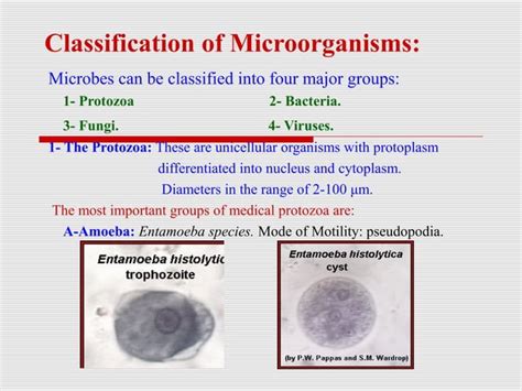 Classification Of Microorganisms Lecture 2 Ppt Biological Sciences Science