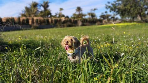 Cuál Es El Mejor Horario Para Pasear Un Perro Piensosmuroz