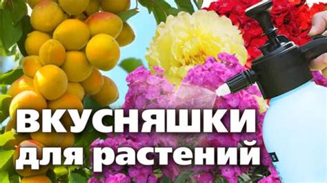 ТИОВИТ® ДЖЕТ – для защиты плодовых культур, винограда и роз от ...