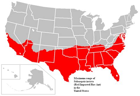 10 Facts About Fire Ants You Need To Know Keane Landscaping