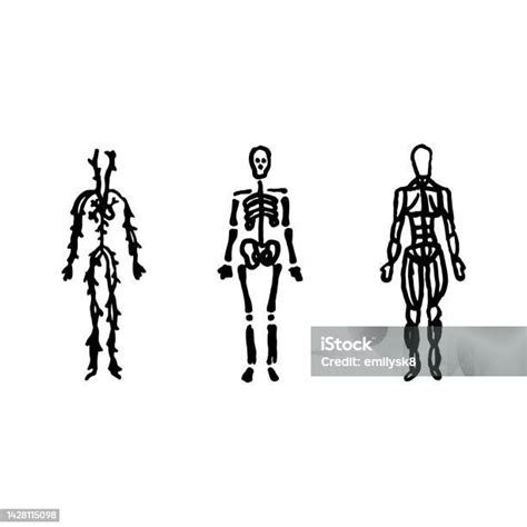 신체 해부학 시스템 심장 혈관 순환계 신경 골격 근육 검은 흰색 아이콘 근육에 대한 스톡 벡터 아트 및 기타 이미지 근육