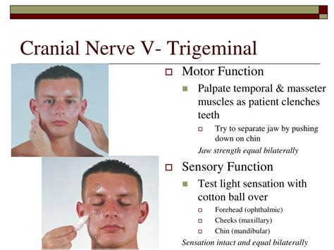 Trigeminal Sensory And Motor Function At David Daigle Blog