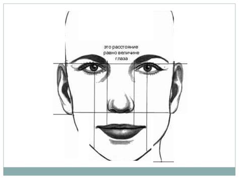 Конструкция головы человека и её основные пропорции ИЗО Online Presentation