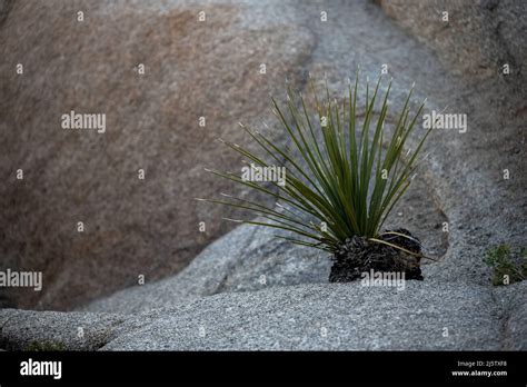 Small Yucca Growing In The Rocks Of Joshua Tree National Park Stock