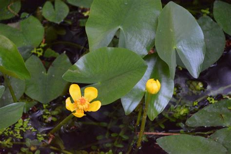 台灣萍蓬草 Nuphar shimadae 菁芳園綠生活