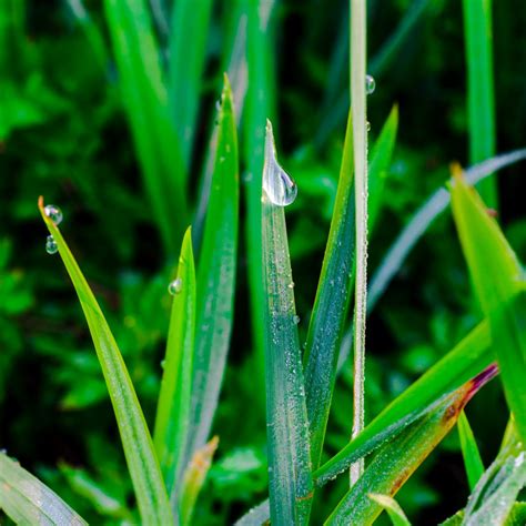 Green Grass Pixahive