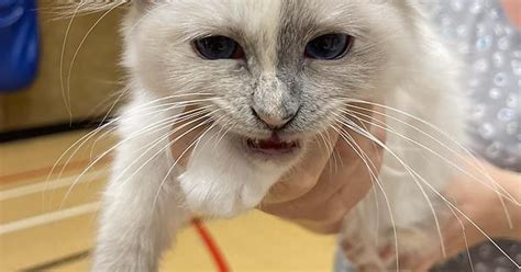 Split Faced Birman Cat This Is Who Tony Came Second Place Against In